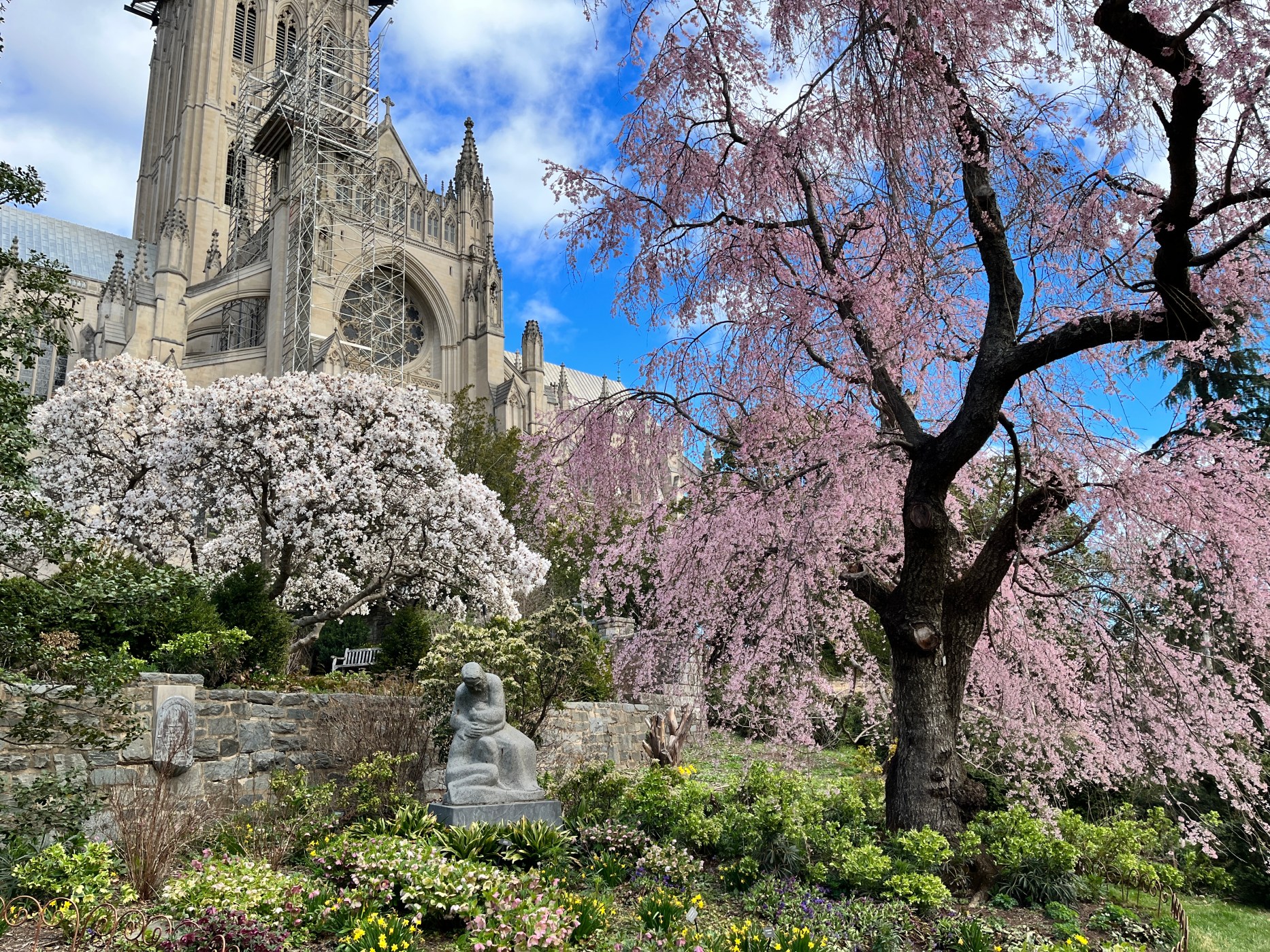 Cleveland Park Cherry Blossom Walking Tour | DC Design Tours